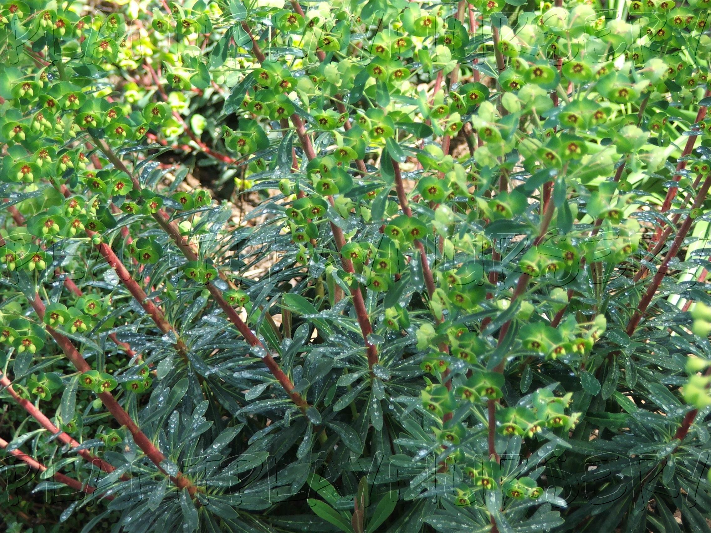 Euphorbias