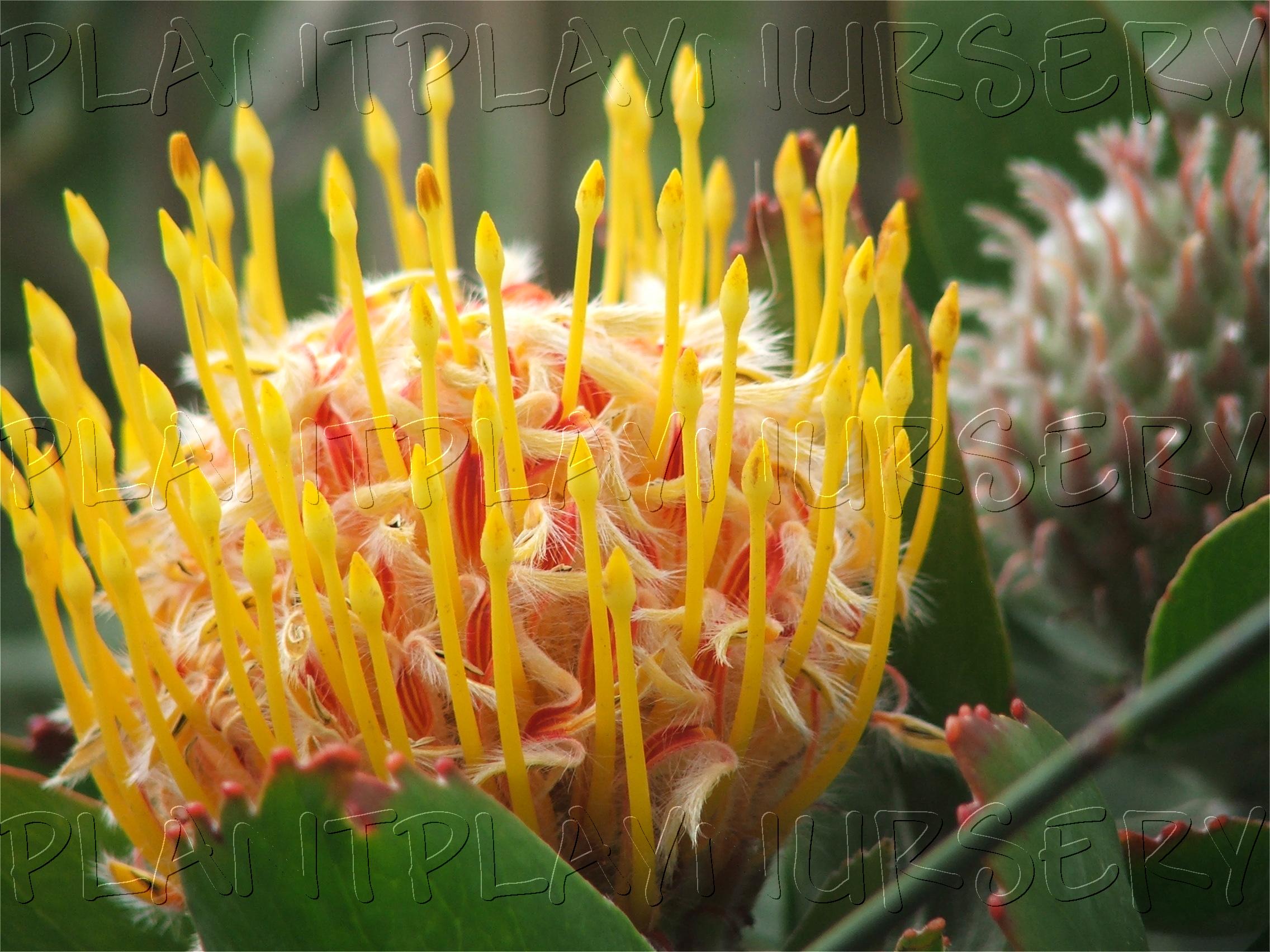 Proteas