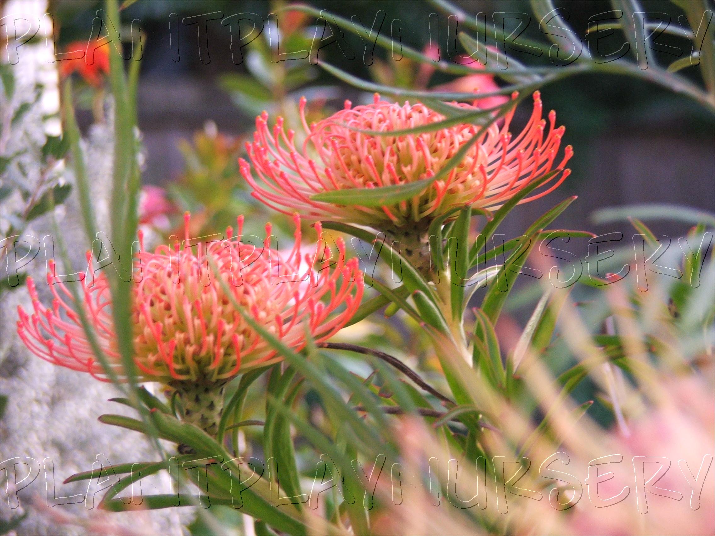 Proteas